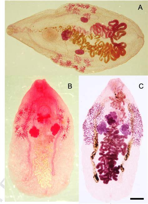 Prosthogonimus Cuneatus Semantic Scholar