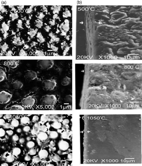 Sem Micrographs Of The Surfaces A And Cross Sections B Of Cao Sio 2