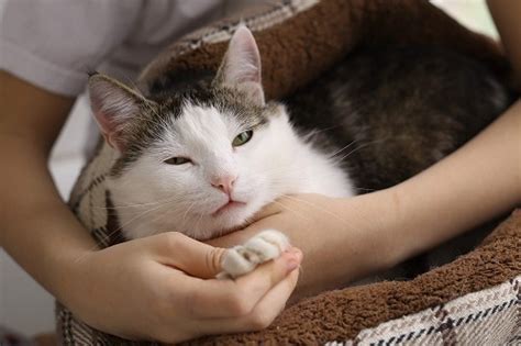 ペットも終活がブームに？愛猫との最後の過ごし方を考えていますか 猫壱（necoichi）