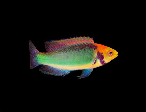Sale Marine Collectors