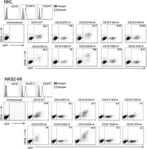 Fig S Representative Flow Cytometry Analyses Of The NK Cell Lines