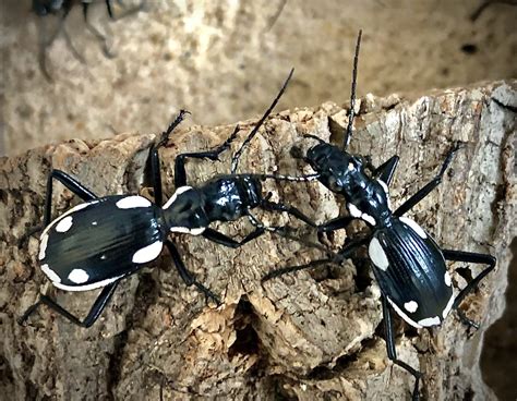 Anthia Sexguttata Egyptian Predator Beetle Saa ~4 6cm The