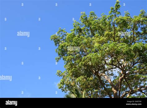 The Blue Sky Of The Trees The Treetops Against The Blue Sky Of The
