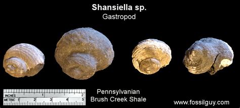 Marine Fossil Identification For The Mahoning Formation Carboniferous
