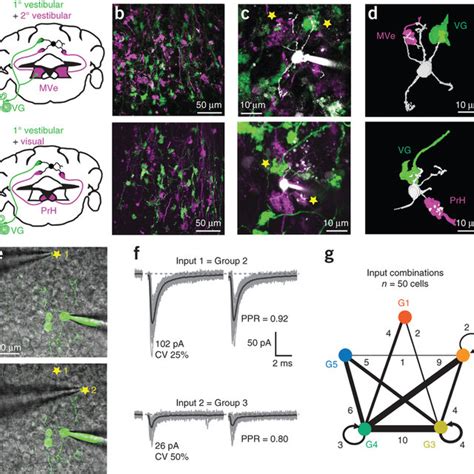 multimodal convergence onto single gcs a double labeling of primary