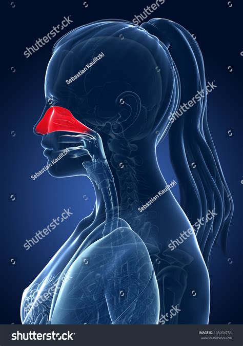 3d Rendered Medical Illustration Nasal Cavity 135034754 Shutterstock