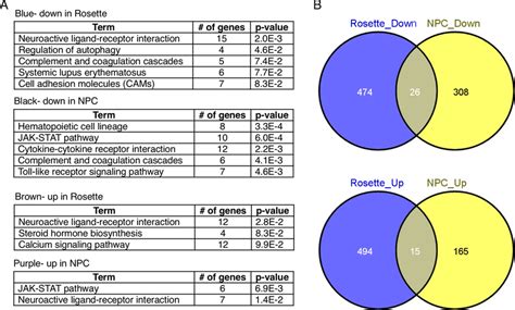 David Function Analysis Of Identified Genes A David Functional