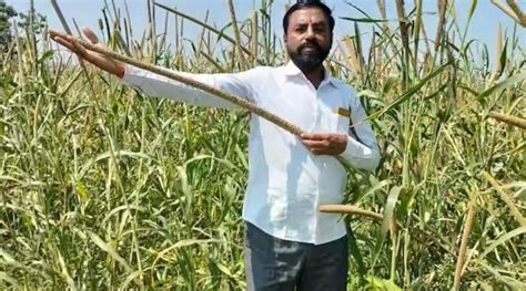 Success Story । चर्चा ती फक्त चार फूट लांब बाजरीच्या कणसाची गावठी