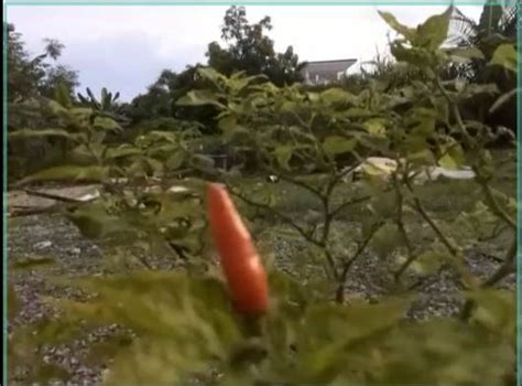 Chili Classification Instance Segmentation Dataset And Pre Trained Model By Ctu