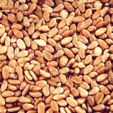 Jual Biji Coklat Kering Kakao Asli 500gr Shopee Indonesia