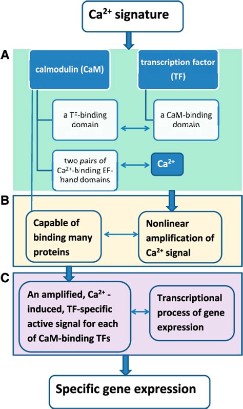 figure 1 from design principle for decoding calcium signals to generate
