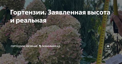 Гортензии Заявленная высота и реальная Гортензии хвойные 🌷любимый