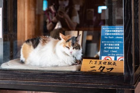たま駅長にめでたいでんしゃ和歌山の愛すべきローカル列車 WITH YOU