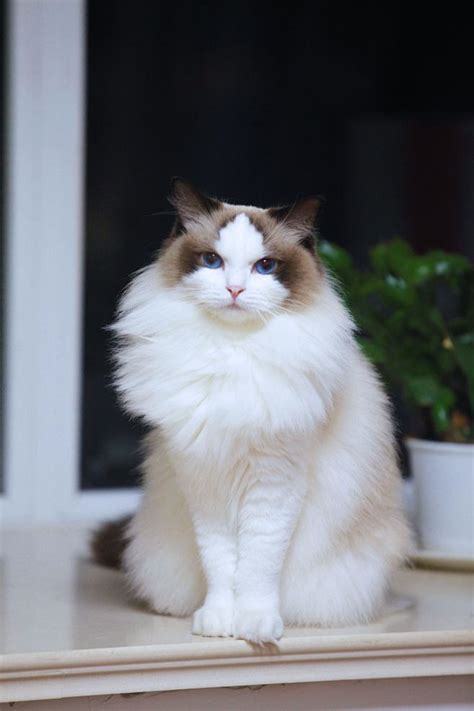 布偶猫吧