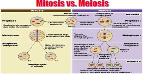 Difference Between Prophase Of Mitosis And Prophase 1 Of Meiosis QS Study