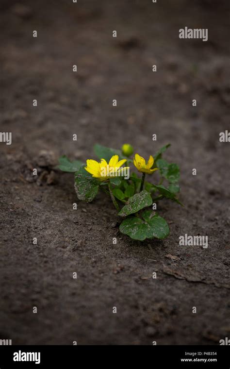A Small Green Plant Grows Through Urban Asphalt Ground Green Plant
