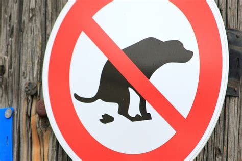 Dna検査に賛否両論！ 紛糾するフランスの「犬のふん」を片付けない問題 Getnavi Web ゲットナビ