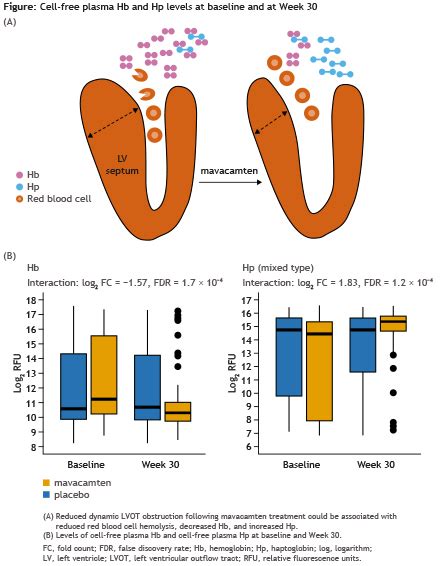 Abstract 12733 The Effect Of Mavacamten Treatment On Hemolysis