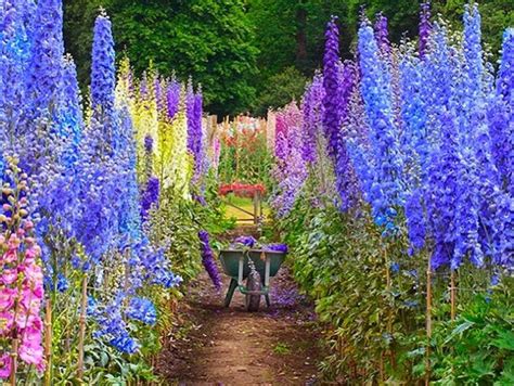 How To Grow Delphinium From Seed Tips For Planting And Care