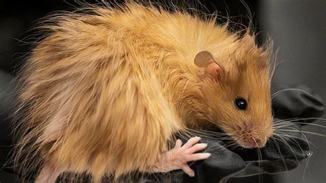 First Woolly Mouse Marks Huge Step In Bringing Back The Woolly Mammoth