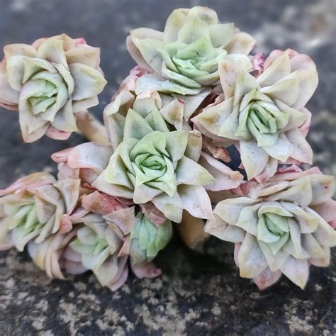 Сукуленти 🌱 Кашпо 🪴 Каміння декоративне 🪨 Грунт для сукулентів Succulents Magic • Instagram