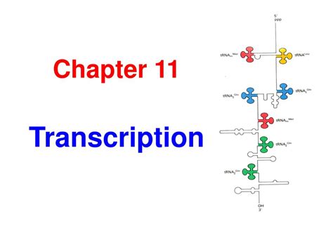 PPT Chapter Transcription PowerPoint Presentation Free Download ID