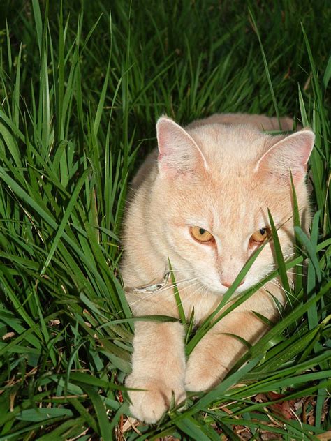 Innocent Pose By Konekokasumi On Deviantart