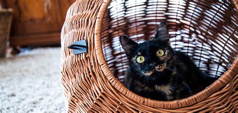Brindle Cat Do Cats With Brindle Pattern Coats Exist