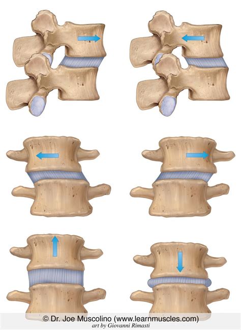 Nonaxial Glide Motions Of The Spine Learn Muscles