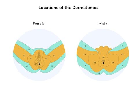 Premium Vector Location Of The Dermatomes Female And Male