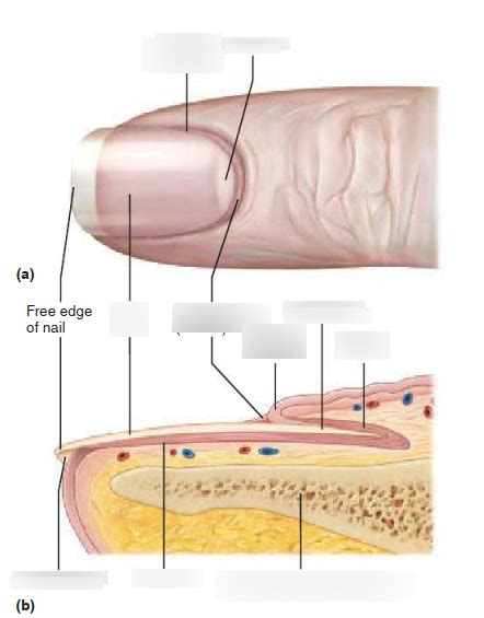Nail Diagram Diagram Quizlet