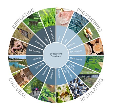 Biodiversity Ecosystems