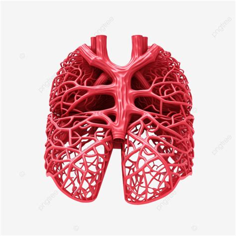 3d 스타일의 흉곽 요소가 있는 붉은 폐 3d 해부 생물학 Png 일러스트 및 이미지 에 대한 무료 다운로드 Pngtree