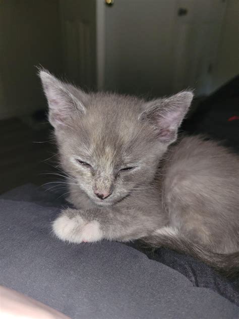 Any Idea What Color Pattern She Is Rkitten