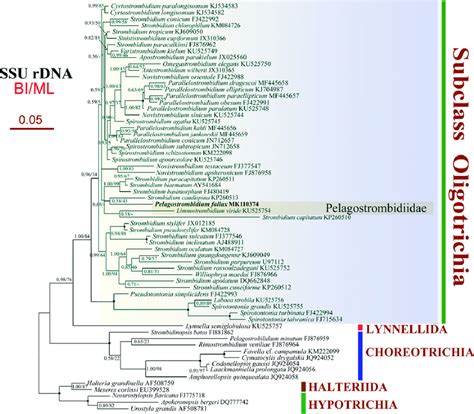 Bayesian Inference Tree Inferred From Ssu Rrna Gene Sequence Data