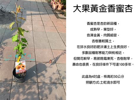 心栽花坊 大果黃金香蜜杏 杏 期間限定 4吋盆 嫁接苗 水果苗 觀花植物 售價360特價300 家具及居家用品 園藝 盆栽在旋轉拍賣