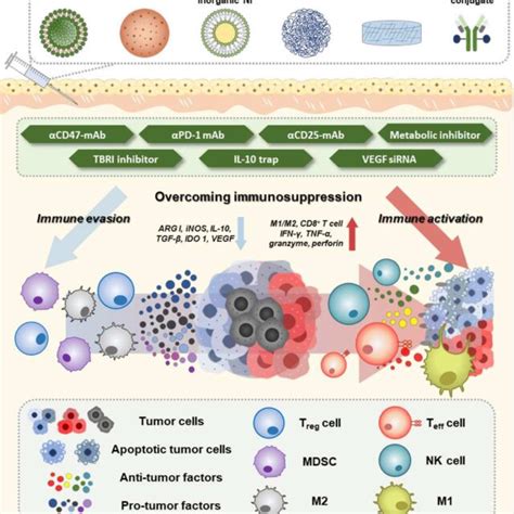 Schematic Illustration Of Strategies For Overcoming Immunosuppression