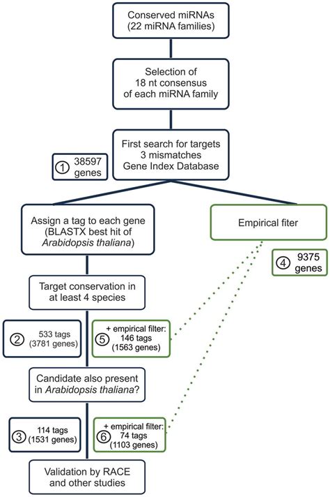 Scheme Of The Strategy To Identify New Mirna Targets The Number Of Download Scientific Diagram