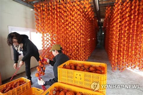 설 명절 앞두고 곶감 농가 분주 연합뉴스