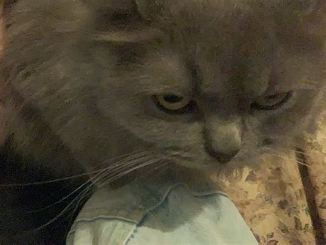 长毛蓝猫 无力续养 等个有缘人 领养猫咪