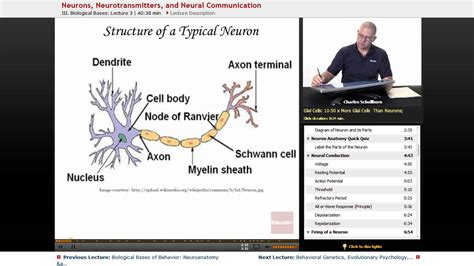 Ap Psychology Neurons Neurotransmitters And Neural Communication