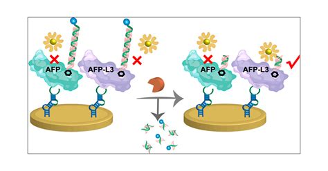 Ordered Labeling-Facilitated Electrochemical Assay of Alpha-Fetoprotein ...