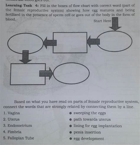 Flowchart On Sperm Production And Development