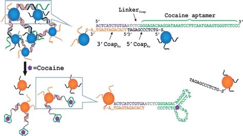 Schematic Of Colorimetric Detection Of Adenosine The Dna Sequences Are Download Scientific