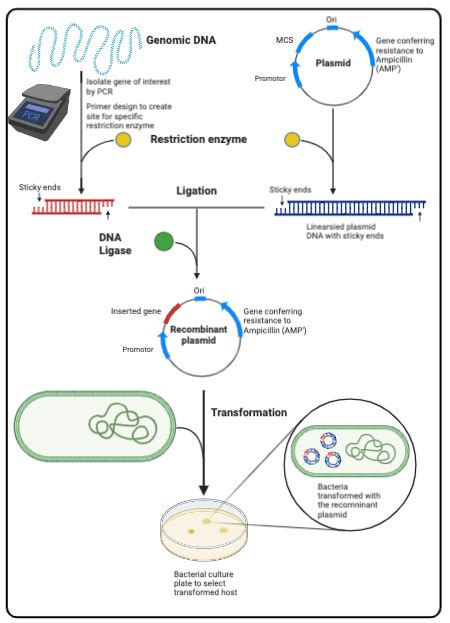 Analyzing An Illustration Of Molecular Cloning Using Plasmids Practice