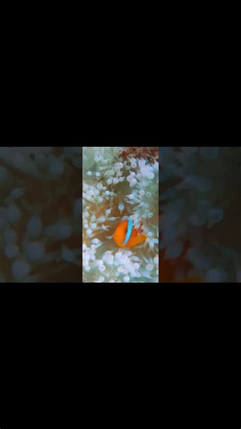 Finding Real Life Nemo Shorts