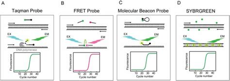 A Representation Of Different Molecular Probes For The Detection Of Pcr Download Scientific