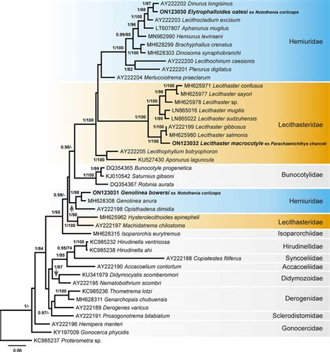 bayesian phylogram of the hemiuroidea based on the 28s rdna sequence