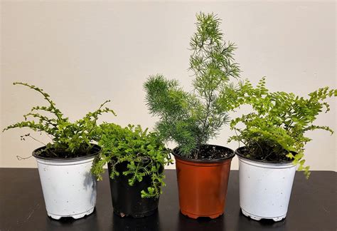 Assorted Ferns East Coast Exotics