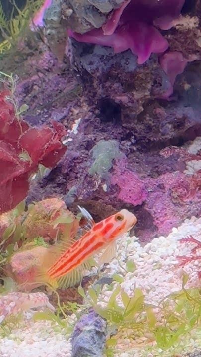 Stunning Inhabitants In The Macro Algae Tank Macroalgae